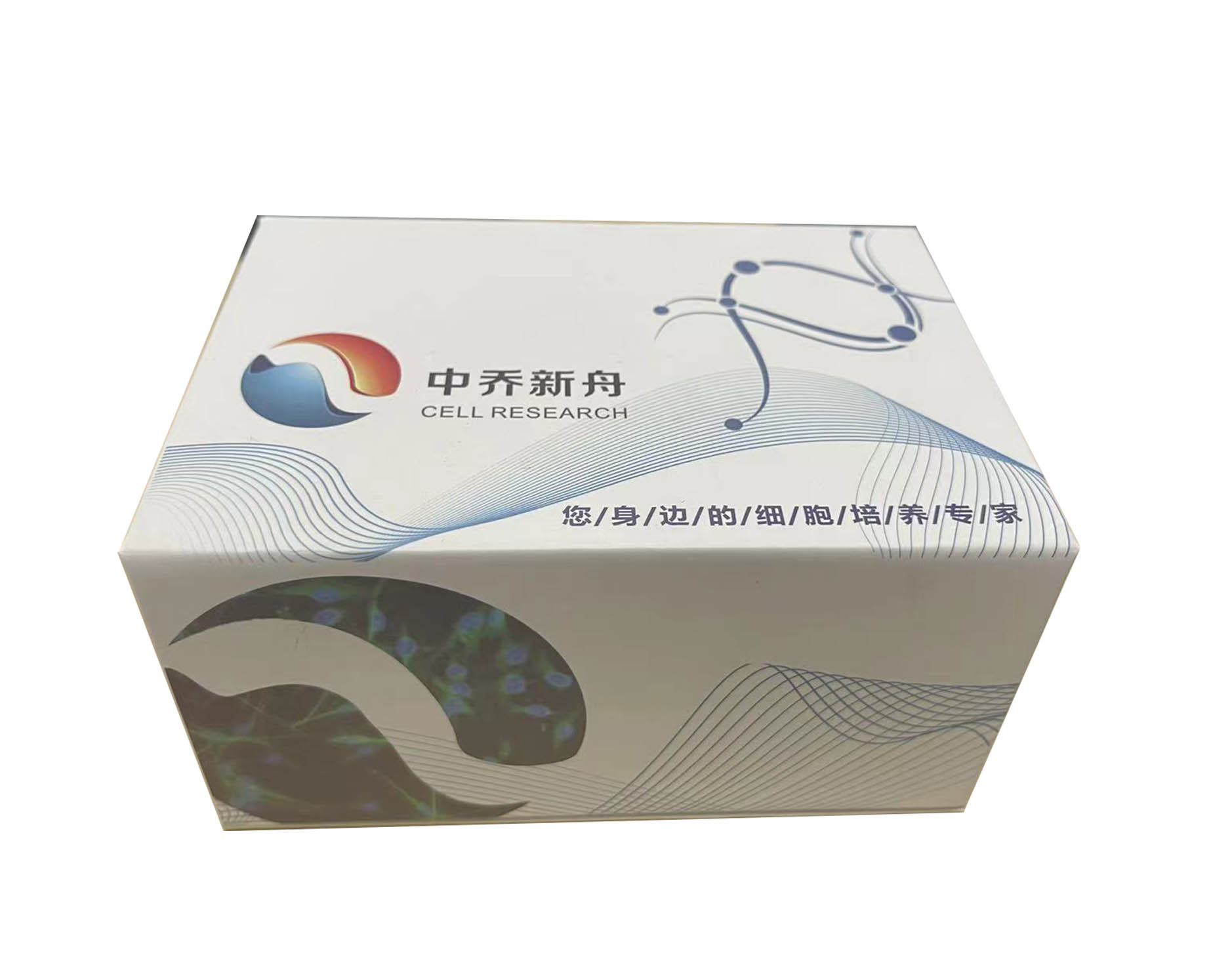 MDA-MB-468/ADR细胞-人乳腺癌阿霉素耐药株细胞-中乔新舟生物科技有限公司